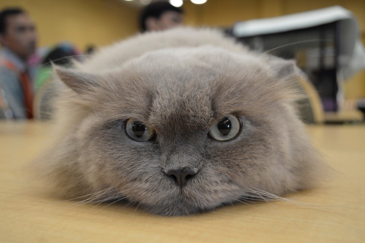 Sparen voor een kat | Zo heb je snel een kat in huis